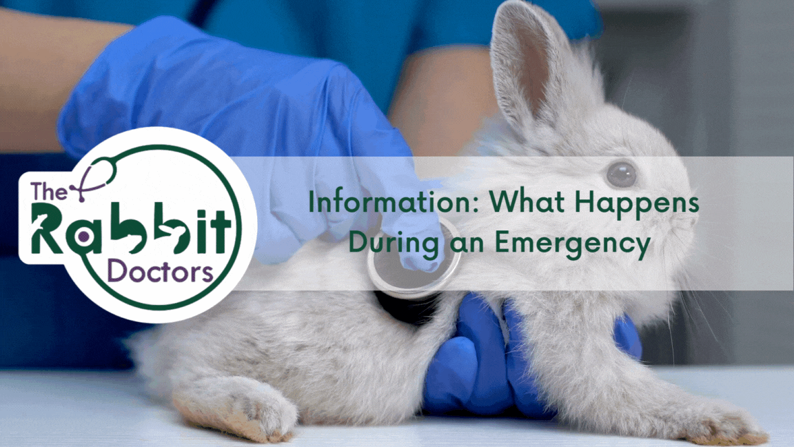 Information - What Happens During an Emergency – The Rabbit Doctors