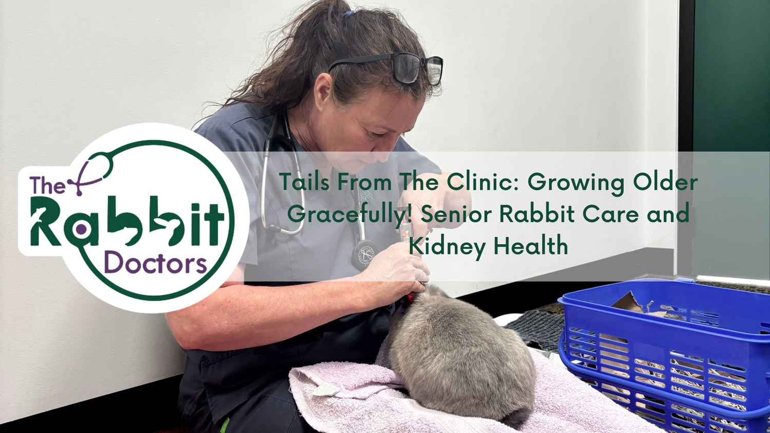Tails From The Clinic - Growing Older Gracefully! Senior Rabbit Care a ...