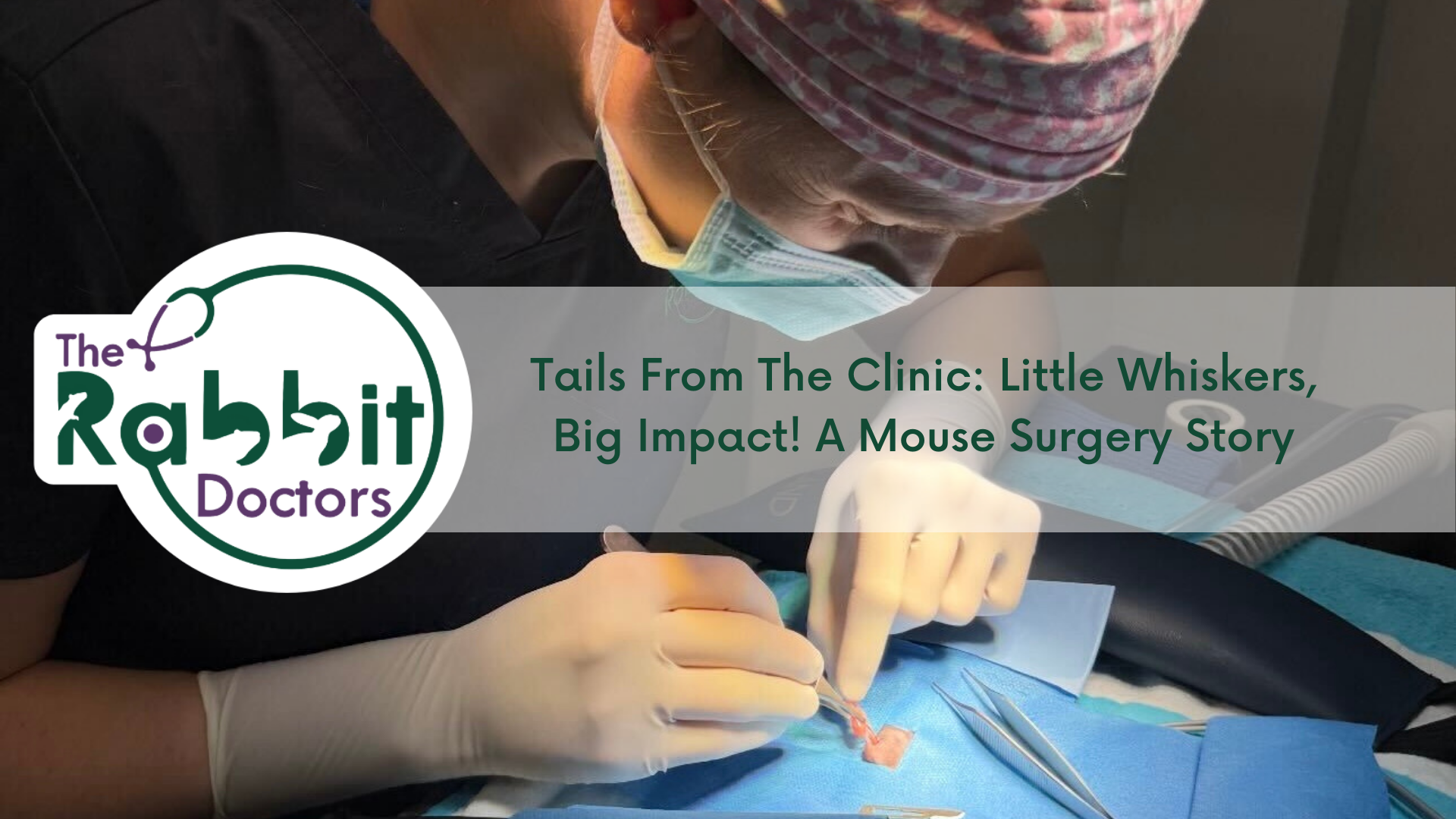 Tails From the Clinic: Little Whiskers, Big Impact! A Mouse Surgery St ...