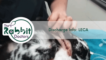 Discharge Information – The Rabbit Doctors