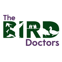 Rabbit Veterinarian Melbourne - Vaccination Filavac for Calici Virus ...